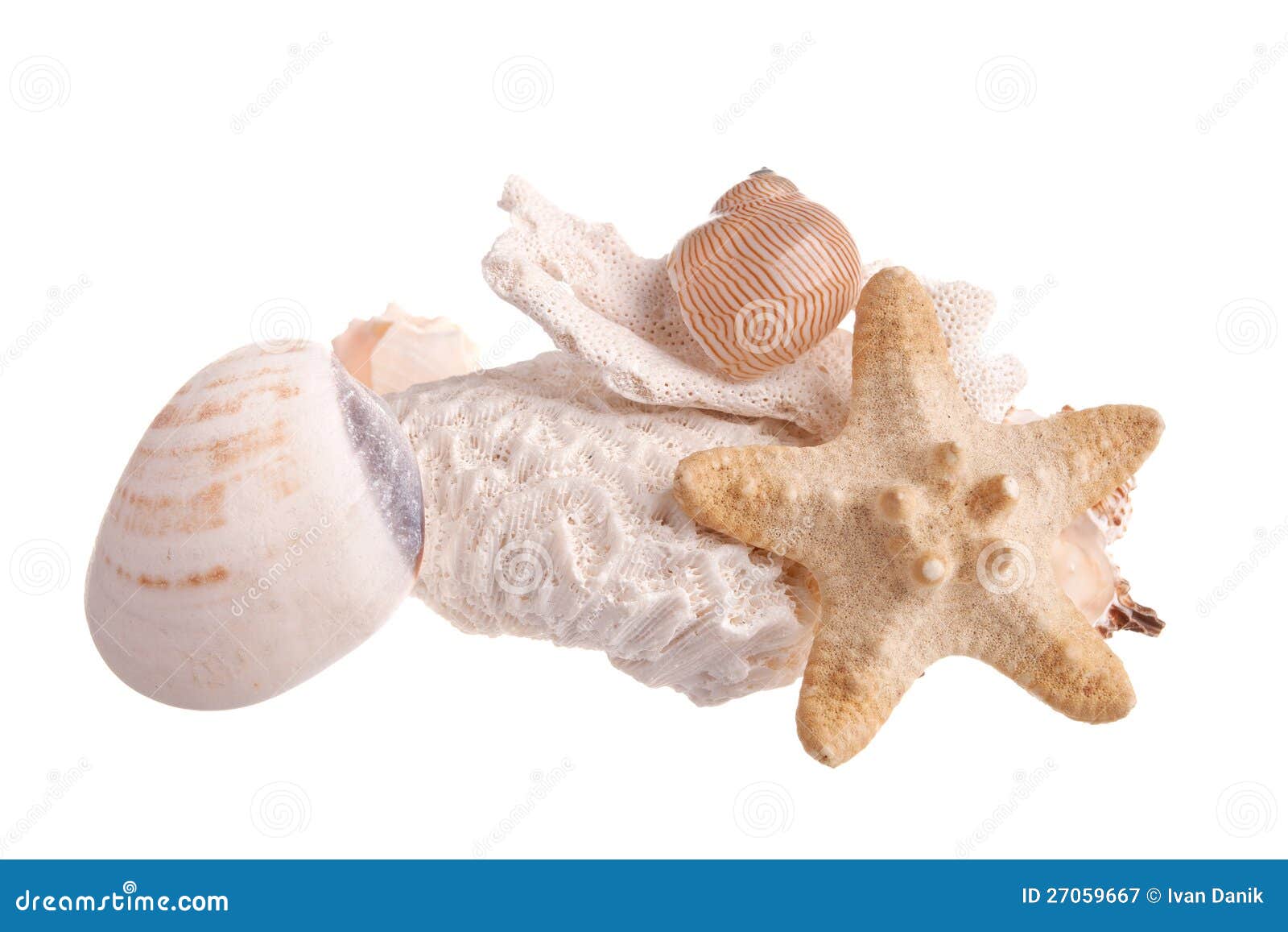 Sea Shells, Star Fish, Coral Stock Image - Image of paradise, starfish ...