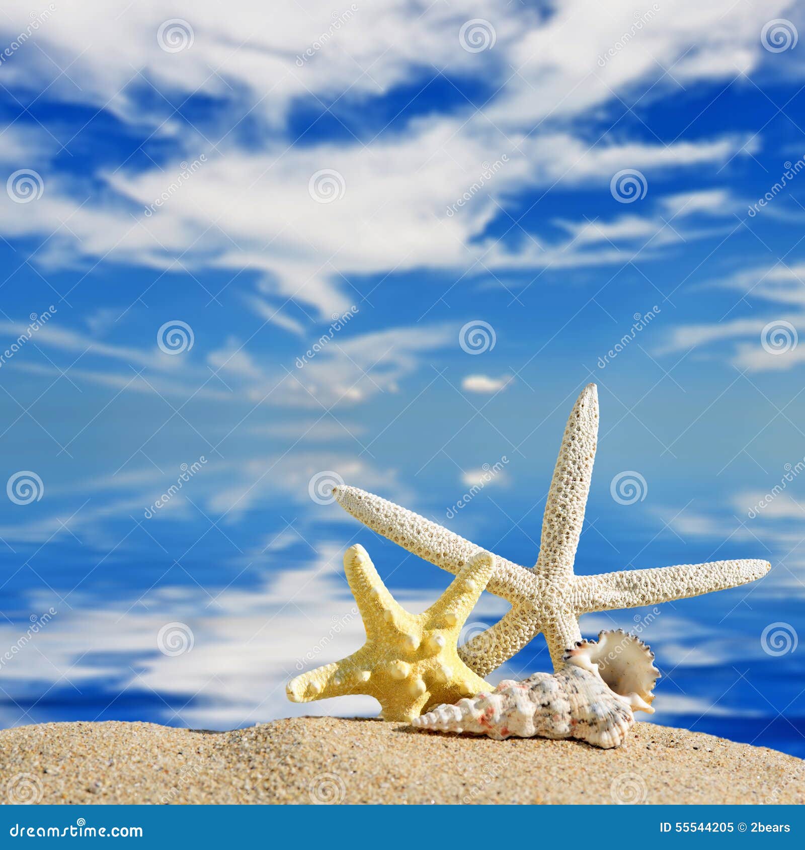Sea shells and star fish stock image. Image of sandy - 55544205