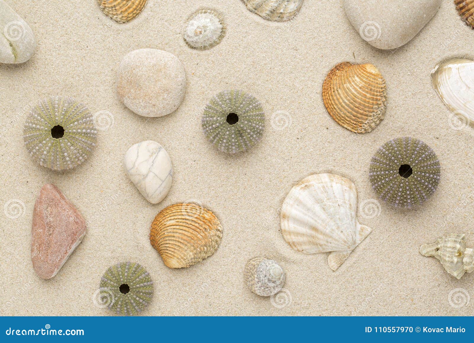 Sea shells and star fish stock photo. Image of environment - 110557970