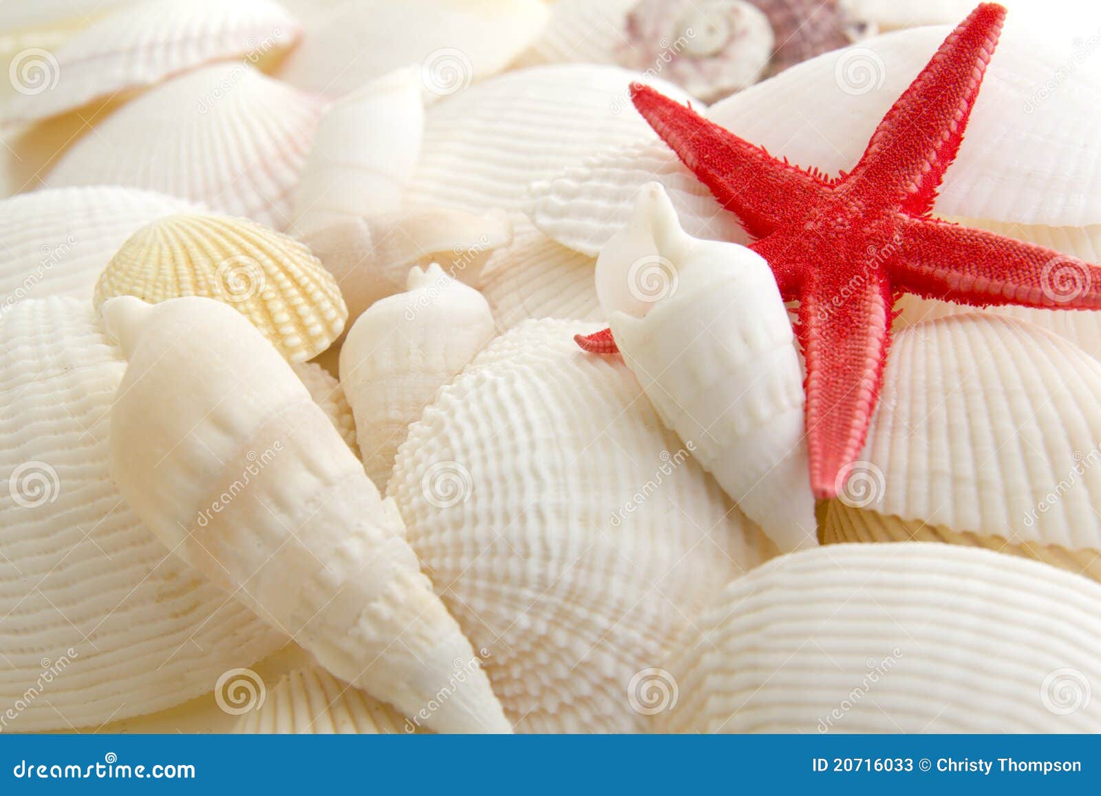 Sea shells and starfish stock image. Image of nautical - 20716033