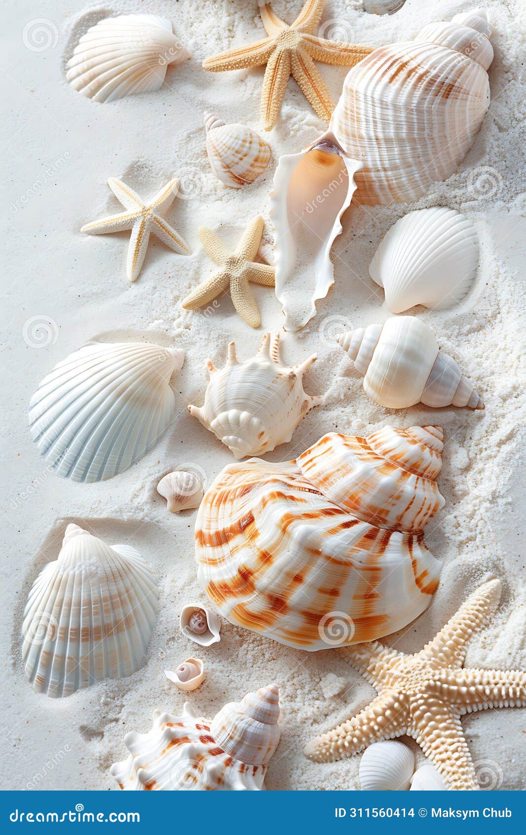 Sea Shells and Starfish on the Beach Stock Photo - Image of coastlines ...