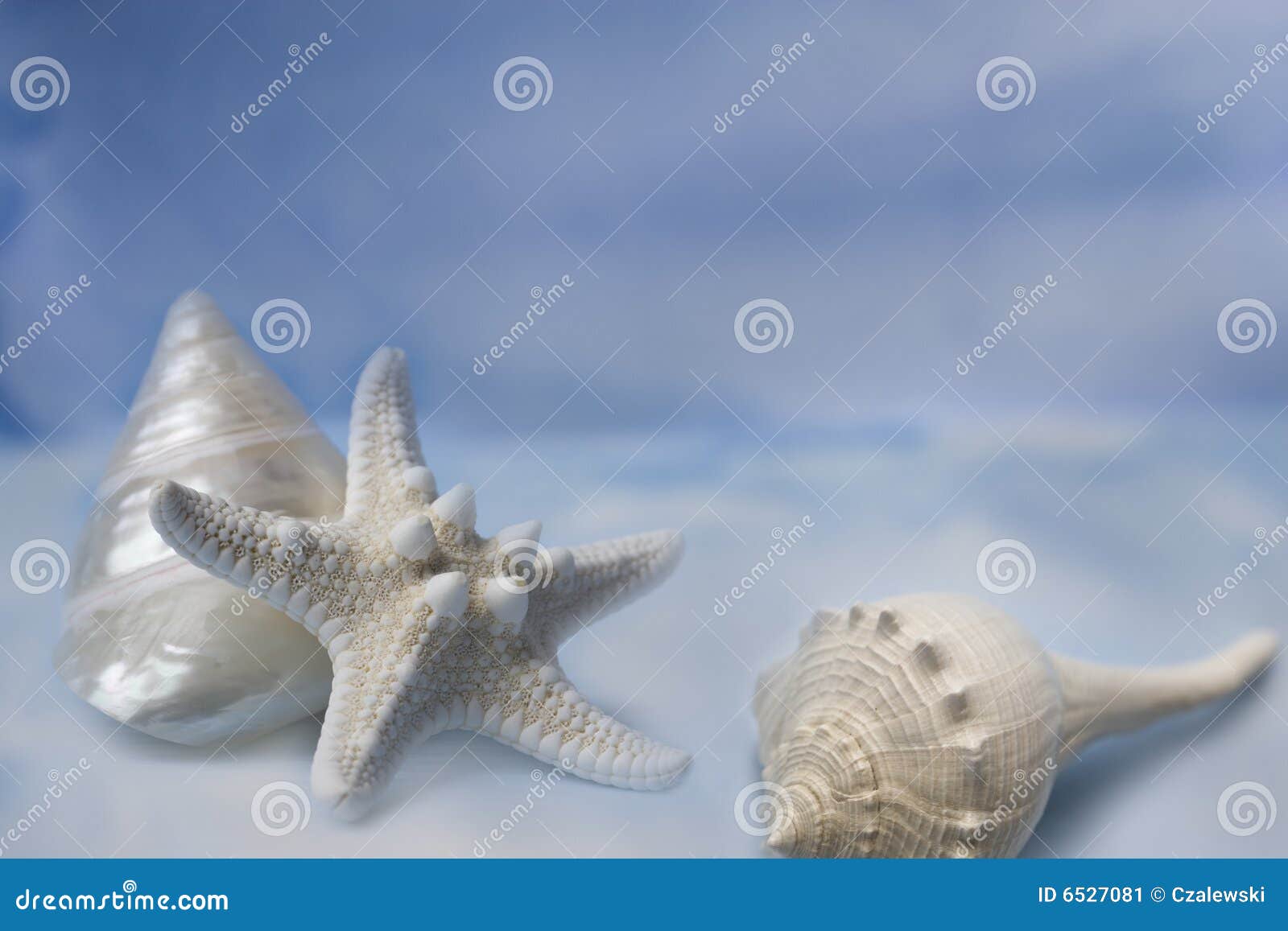 Sea Shells & Starfish on Blue Stock Image - Image of space, vacation ...