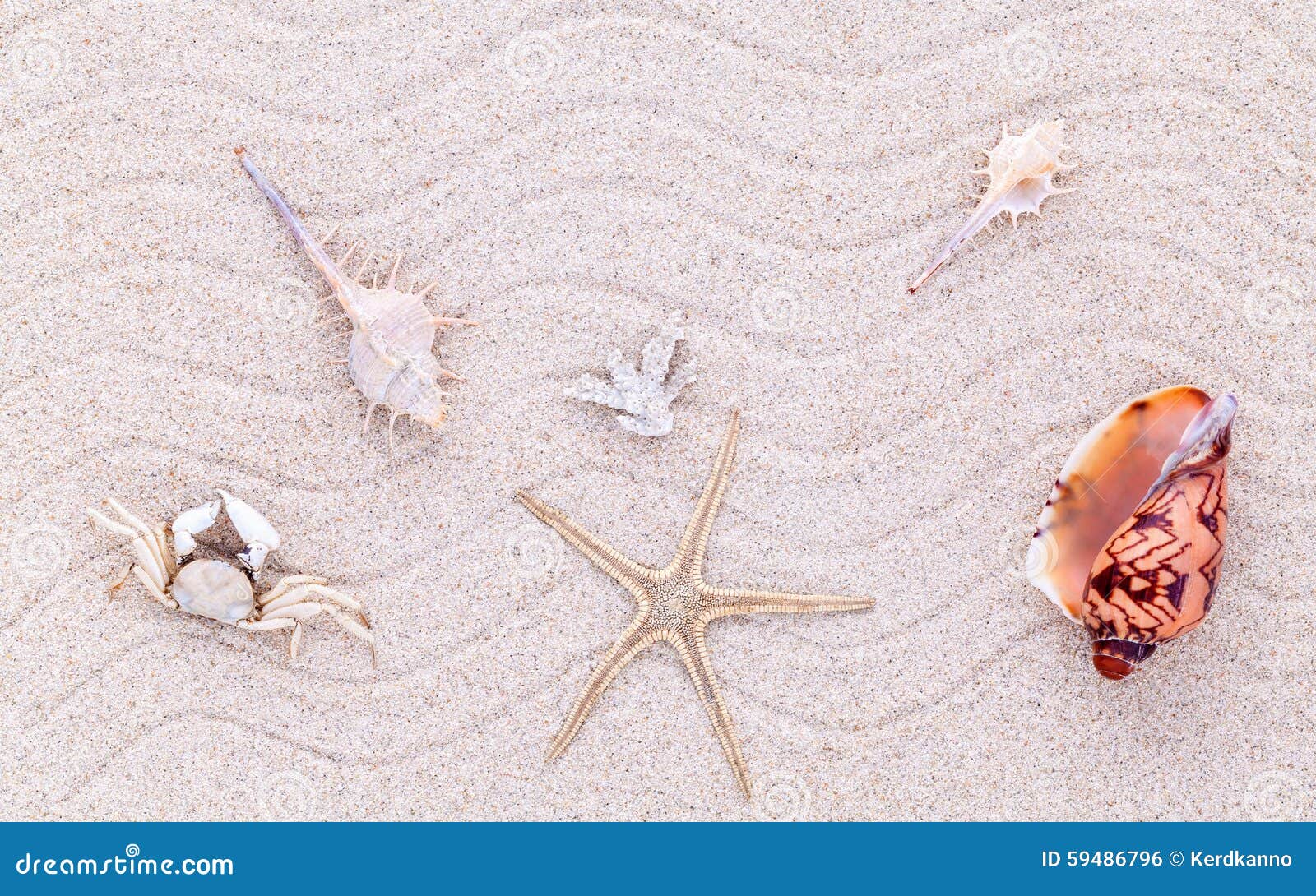 Sea Shells,starfish and Crab on Beach Sand for Summer and Beach Stock ...