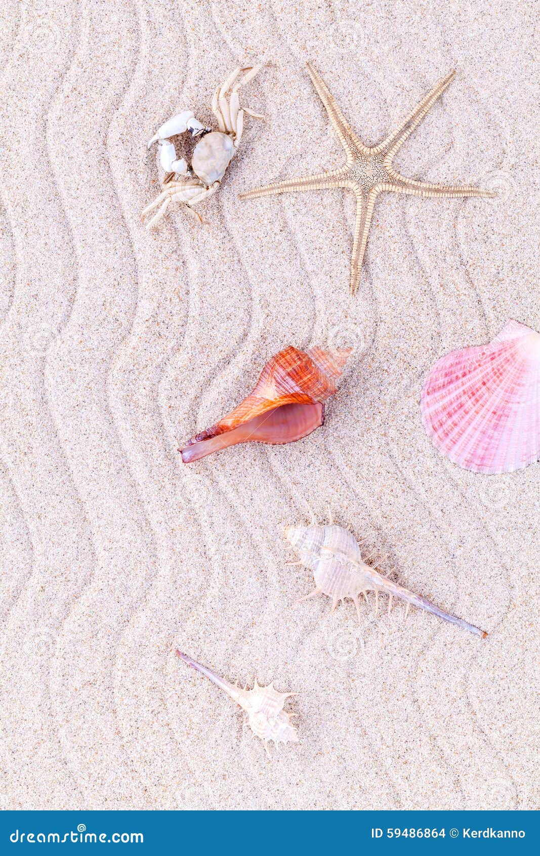 Sea Shells,starfish and Crab on Beach Sand for Summer and Beach Stock ...