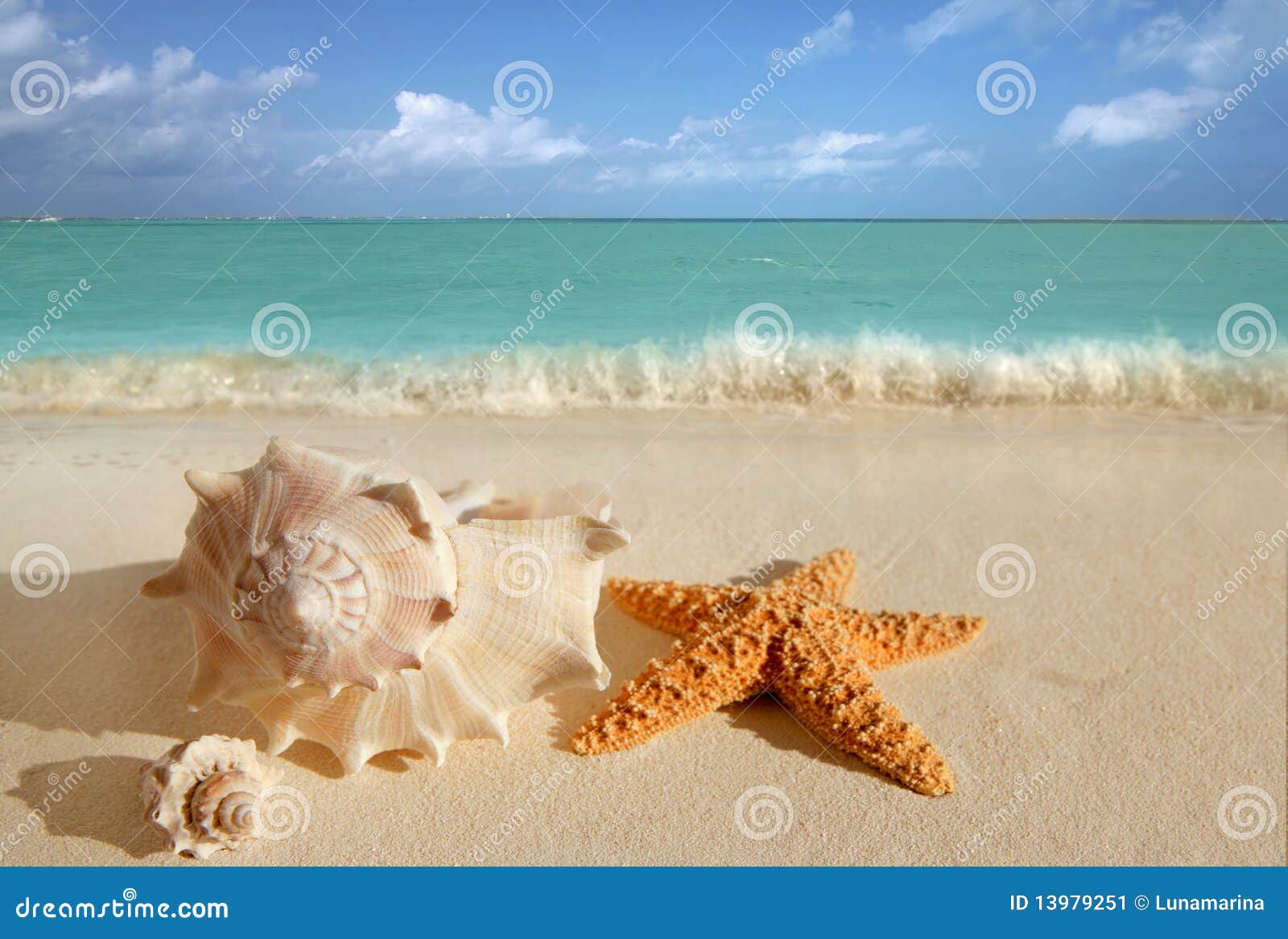 Beach Starfish And Shells
