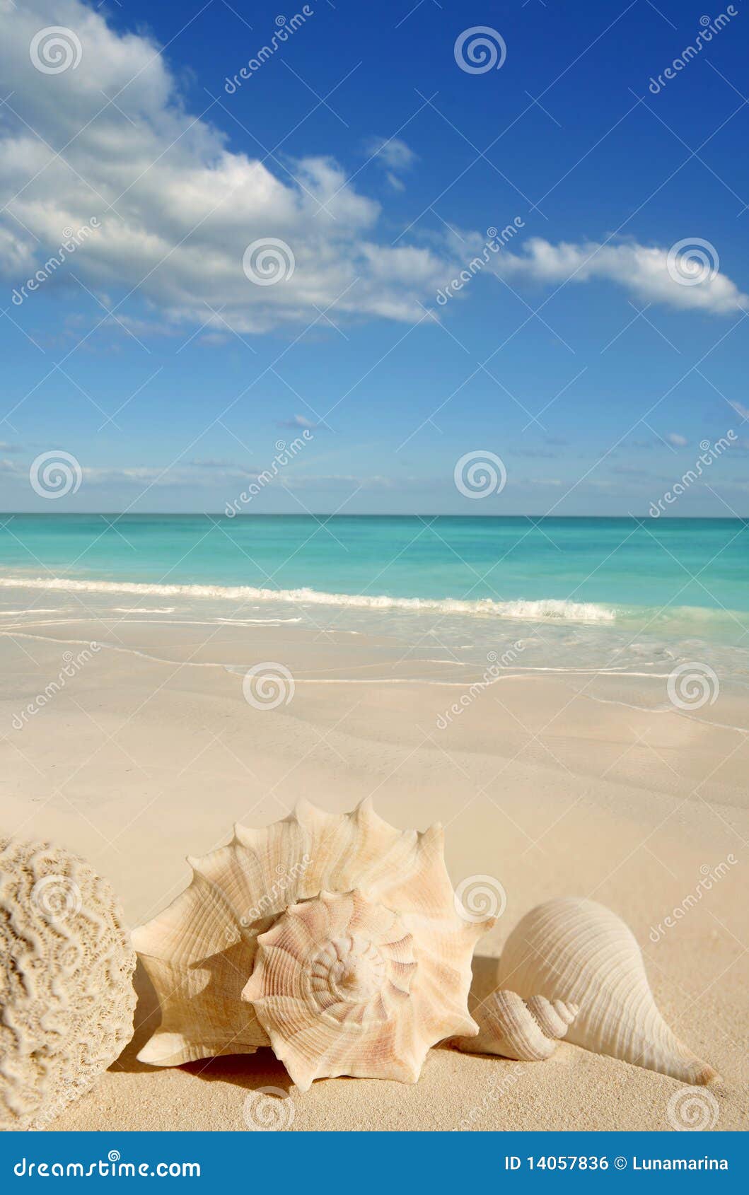 Sea Shells Starfish Sand Turquoise Caribbean Stock Photo - Image of ...