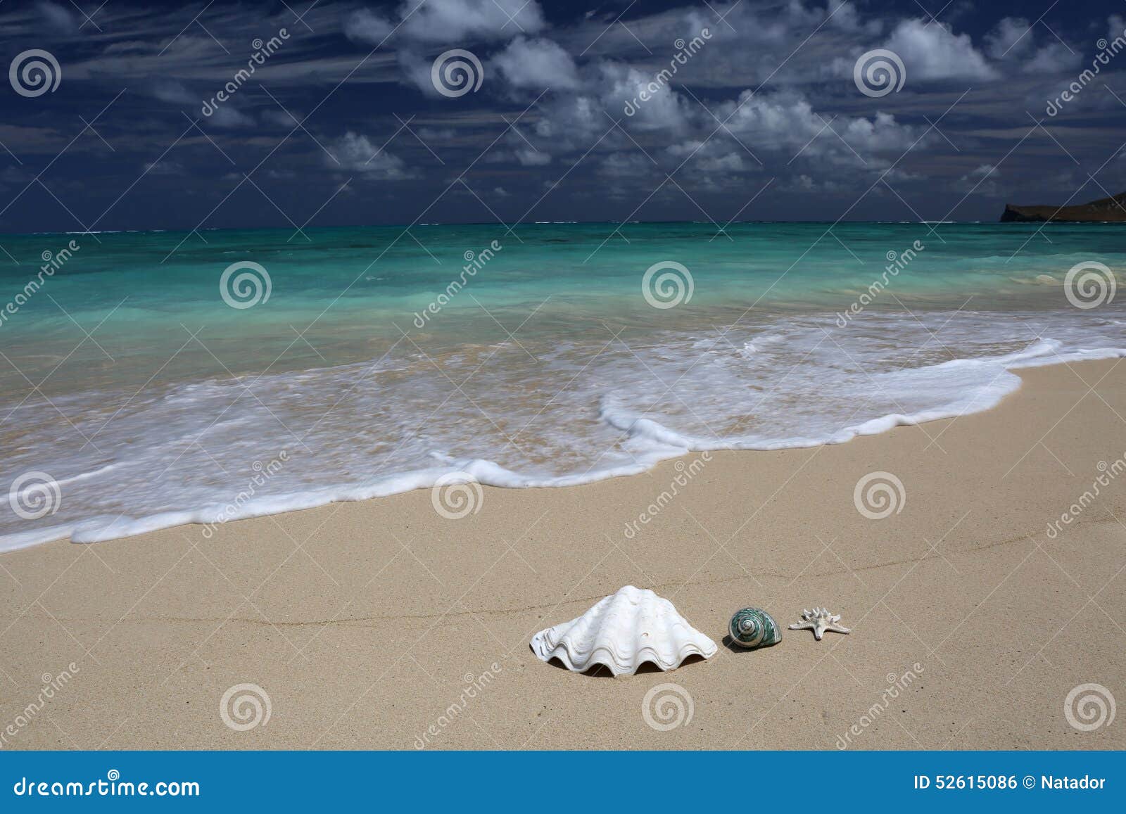 Sea Shell Starfish Sandy Beach Turquoise Ocean Stock Photo - Image of ...