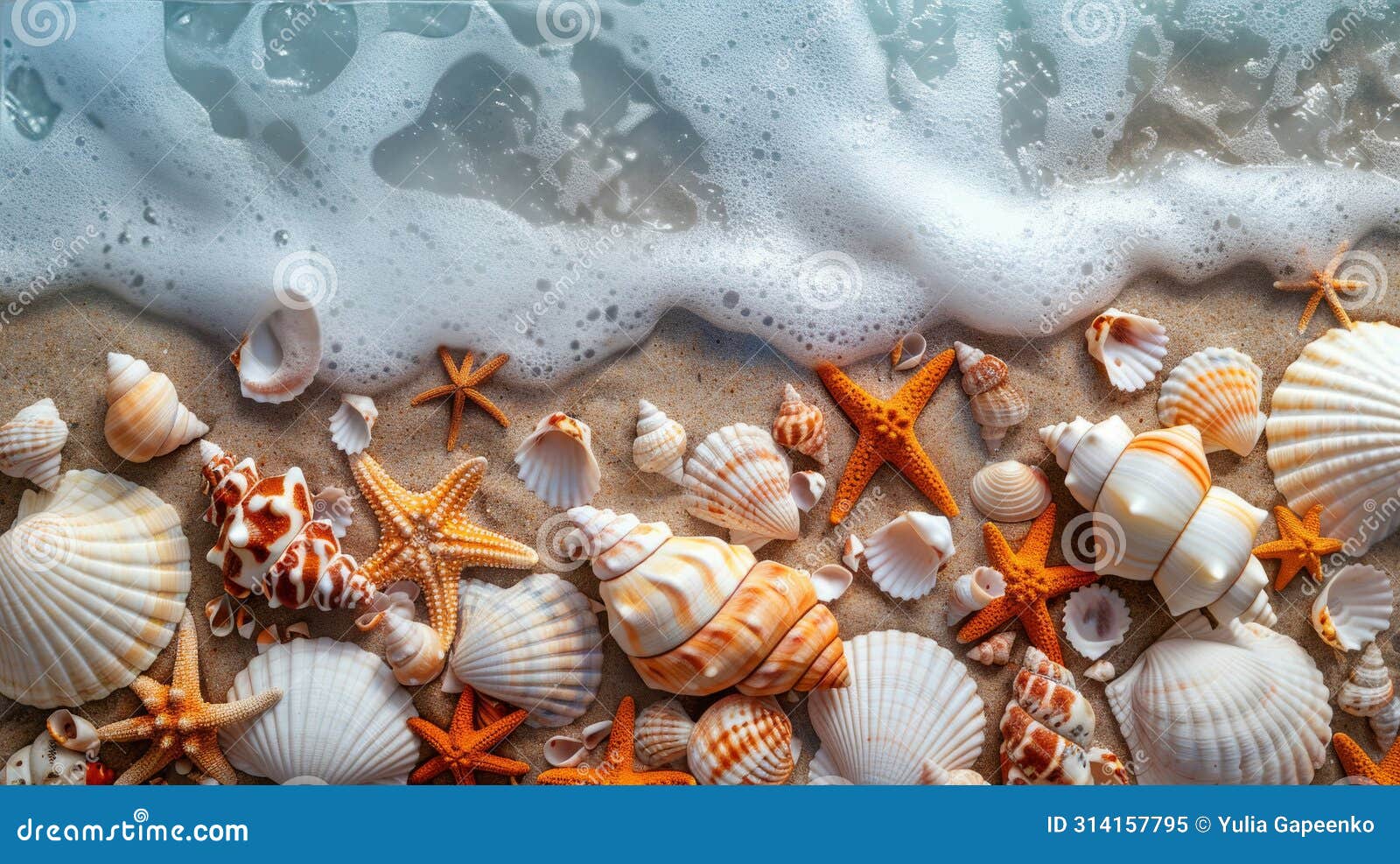 Sea Shells and Starfish on a Sandy Beach Stock Image - Image of sunlit ...
