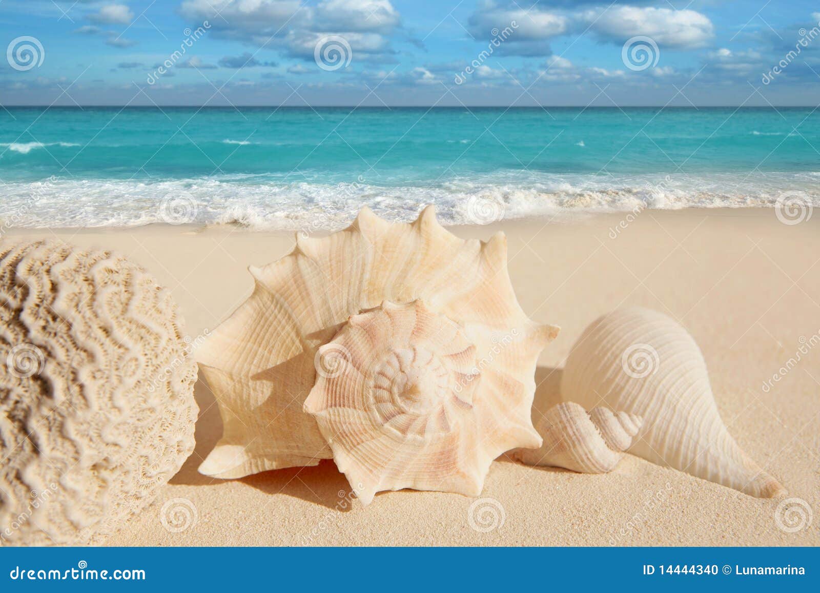Sea Shells Starfish Turquoise Caribbean Stock Photo - Image of coast ...