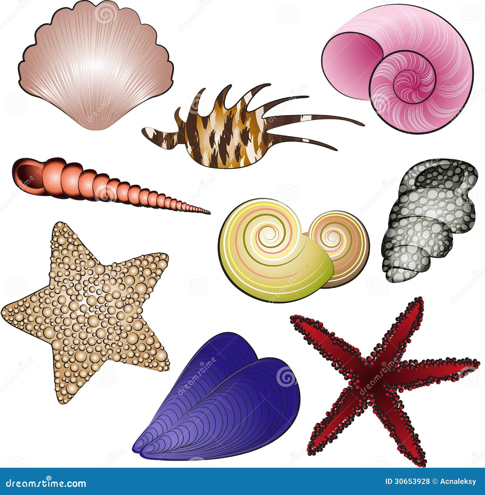 Sea Shells and Stars stock vector. Illustration of souvenir - 30653928