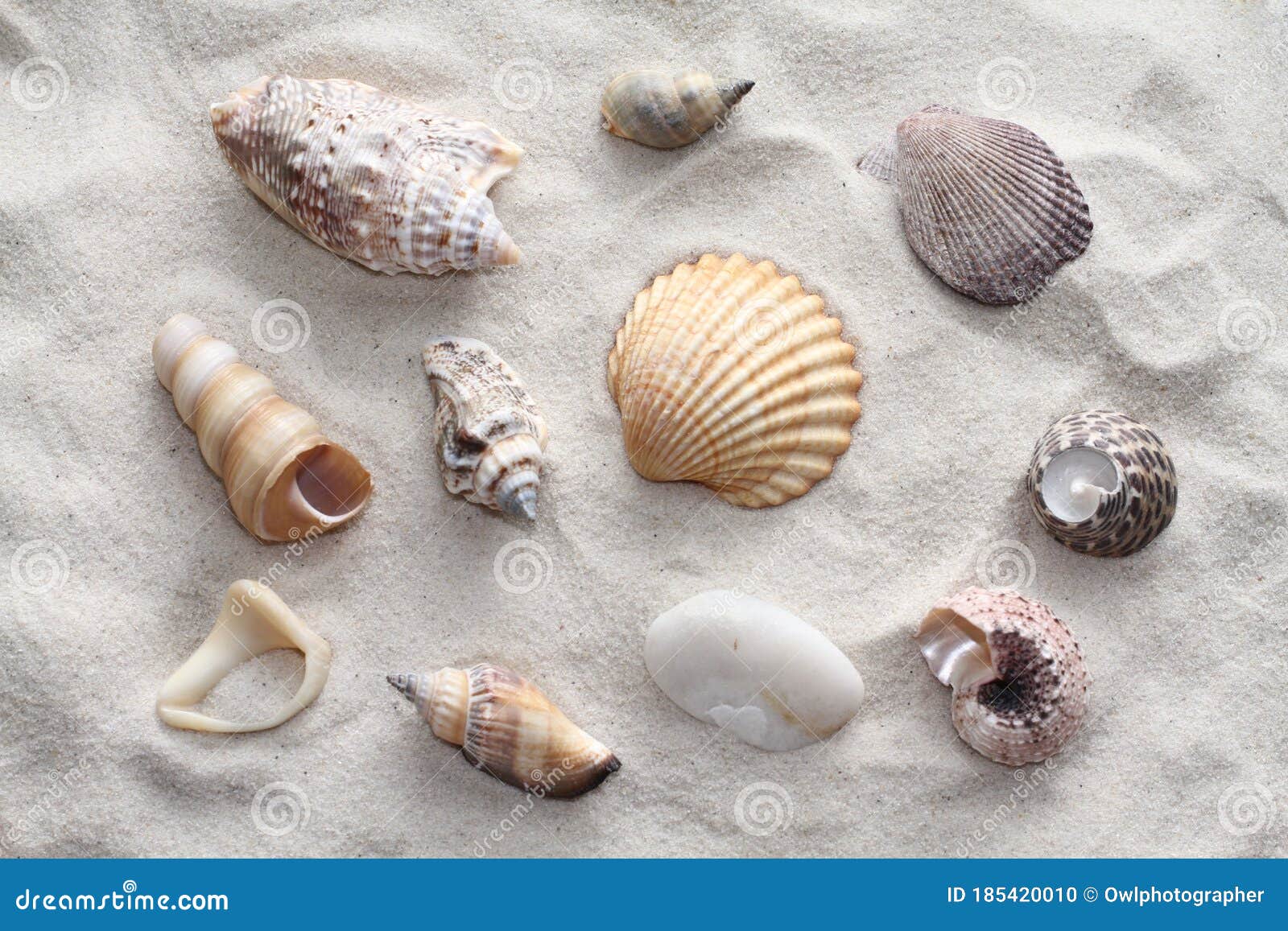 Sea Shells and Stone on the Sand Stock Photo - Image of arranged ...