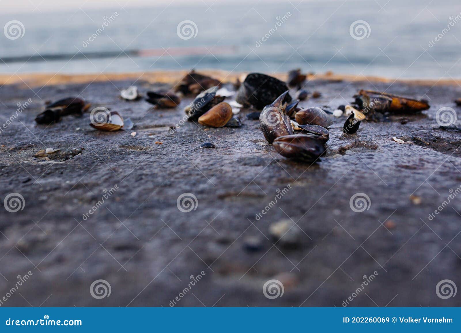 Sea Shells on a Stone Slab on the Seashore, Close-up, Sea is in the ...
