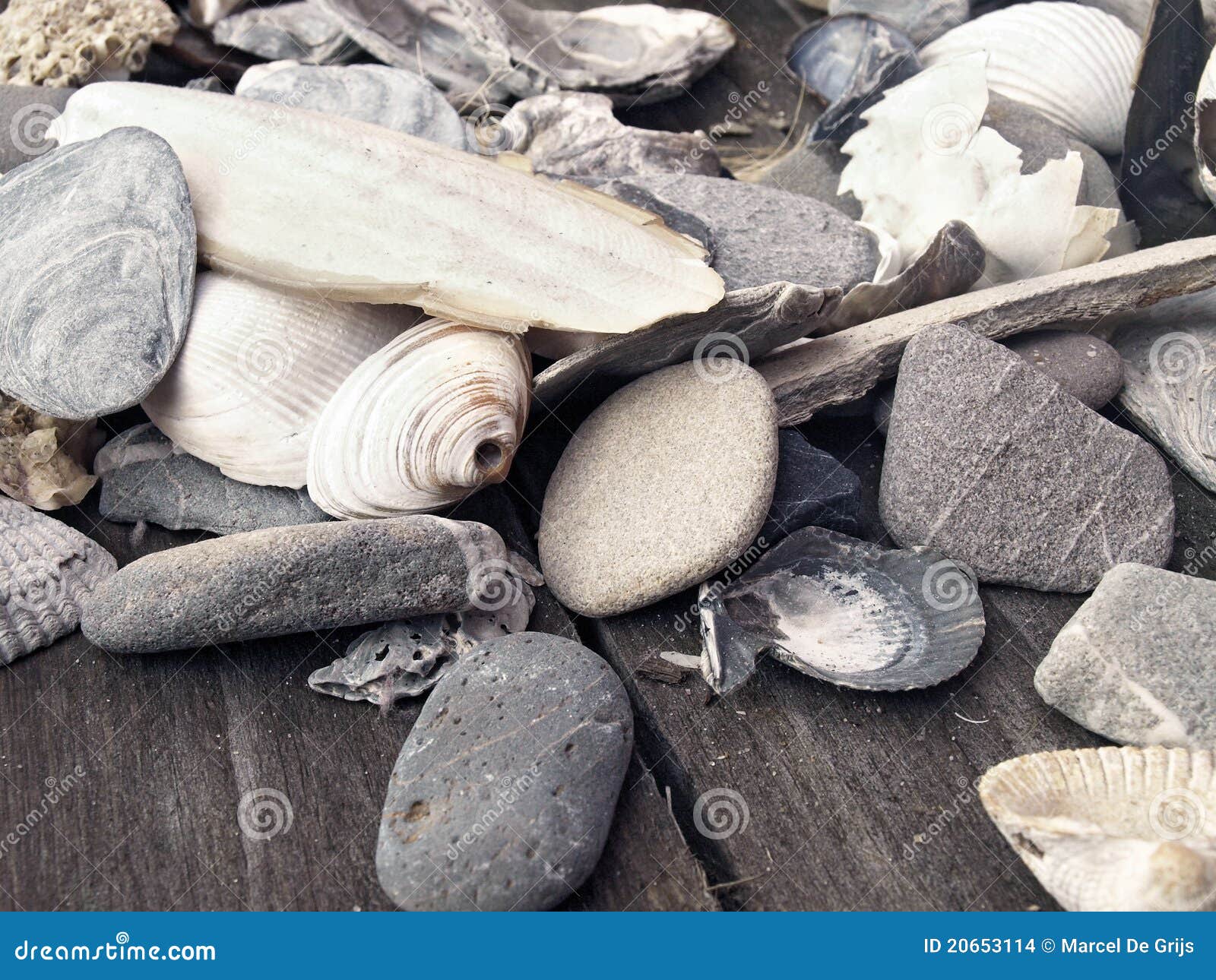 Sea shells and stones stock photo. Image of zandvoort - 20653114