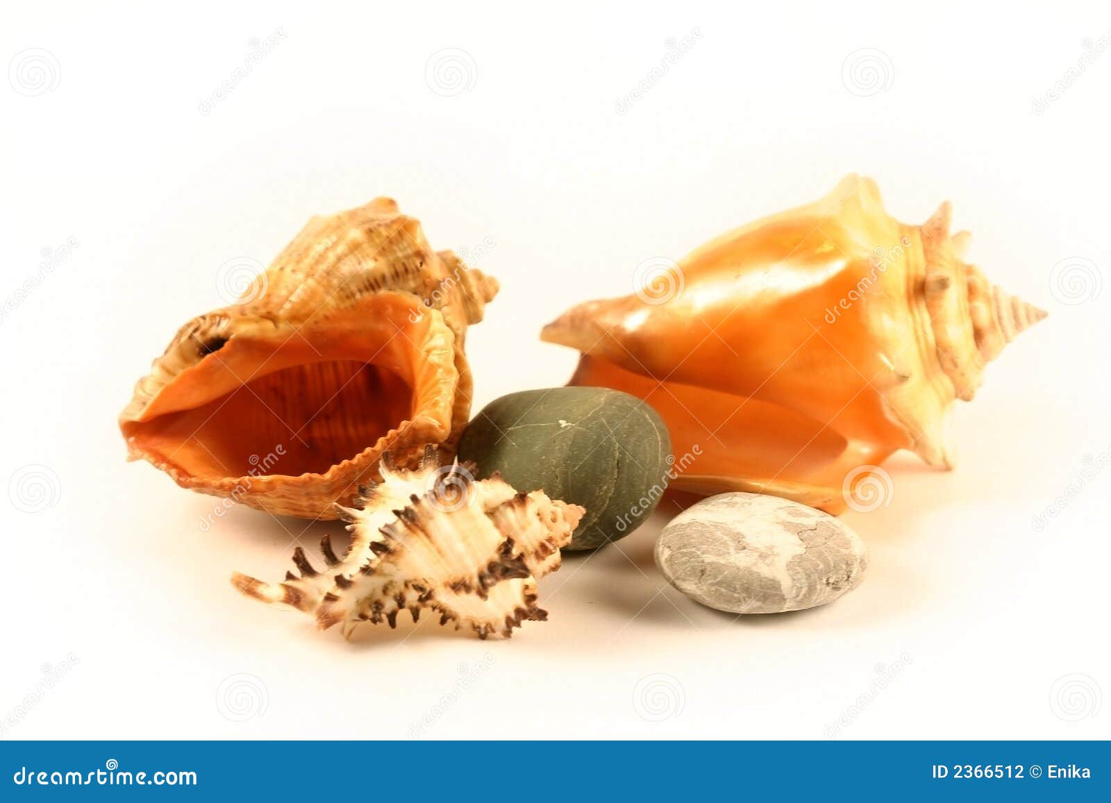 Sea shells and stones stock photo. Image of multi, coastline - 2366512