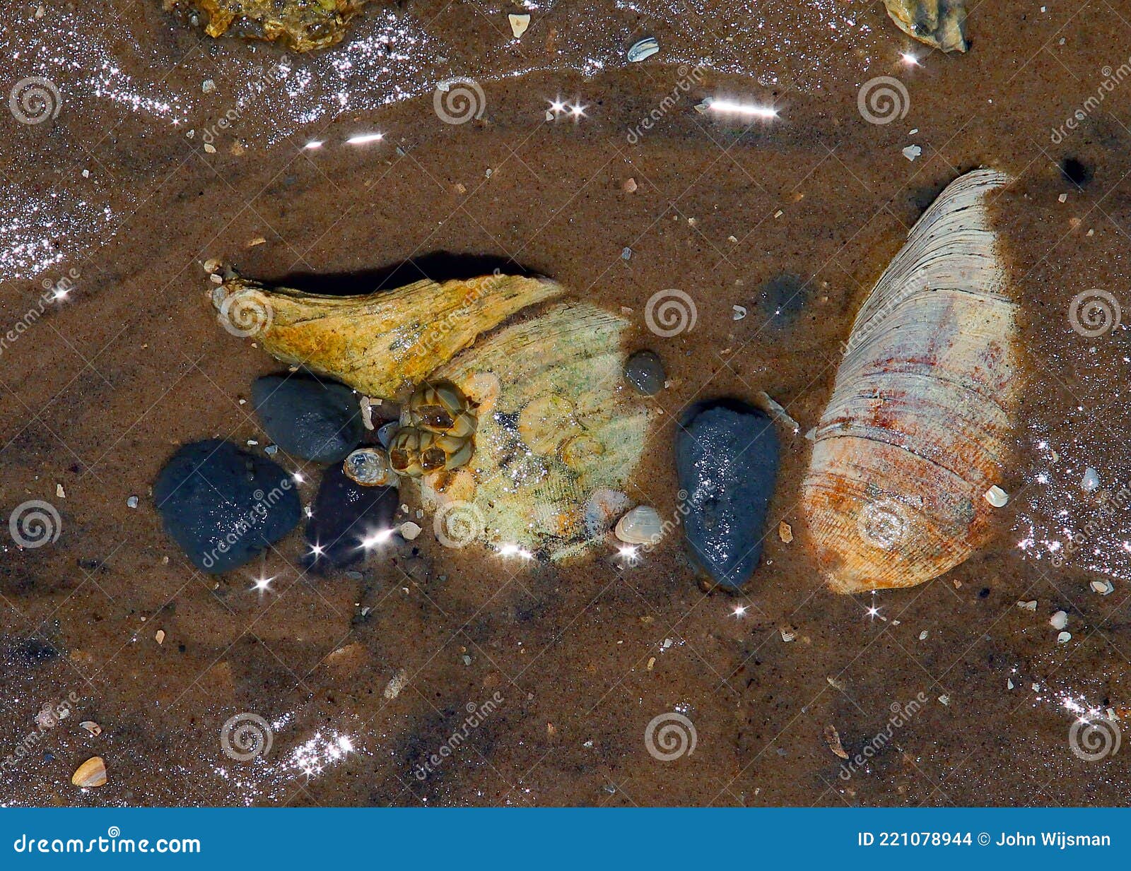 Sea Shells, Stones and Barnacles on Wet Beach Sand Stock Photo - Image ...