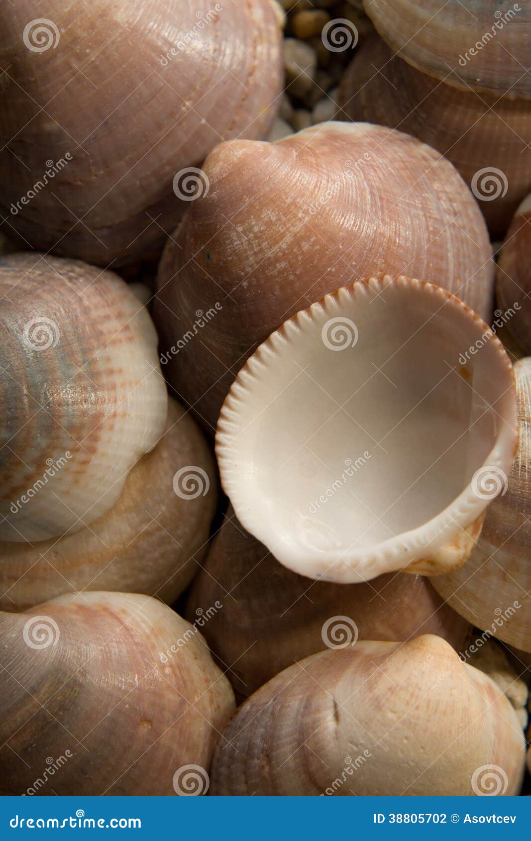 Sea Shells and the Stones Closeup Stock Photo - Image of texture, shore ...