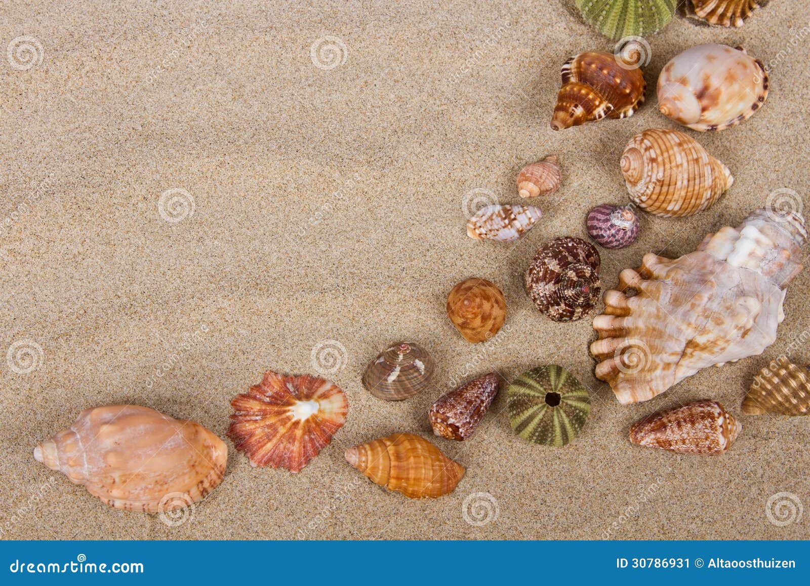Sea shells in studio stock image. Image of animalia, shape - 30786931