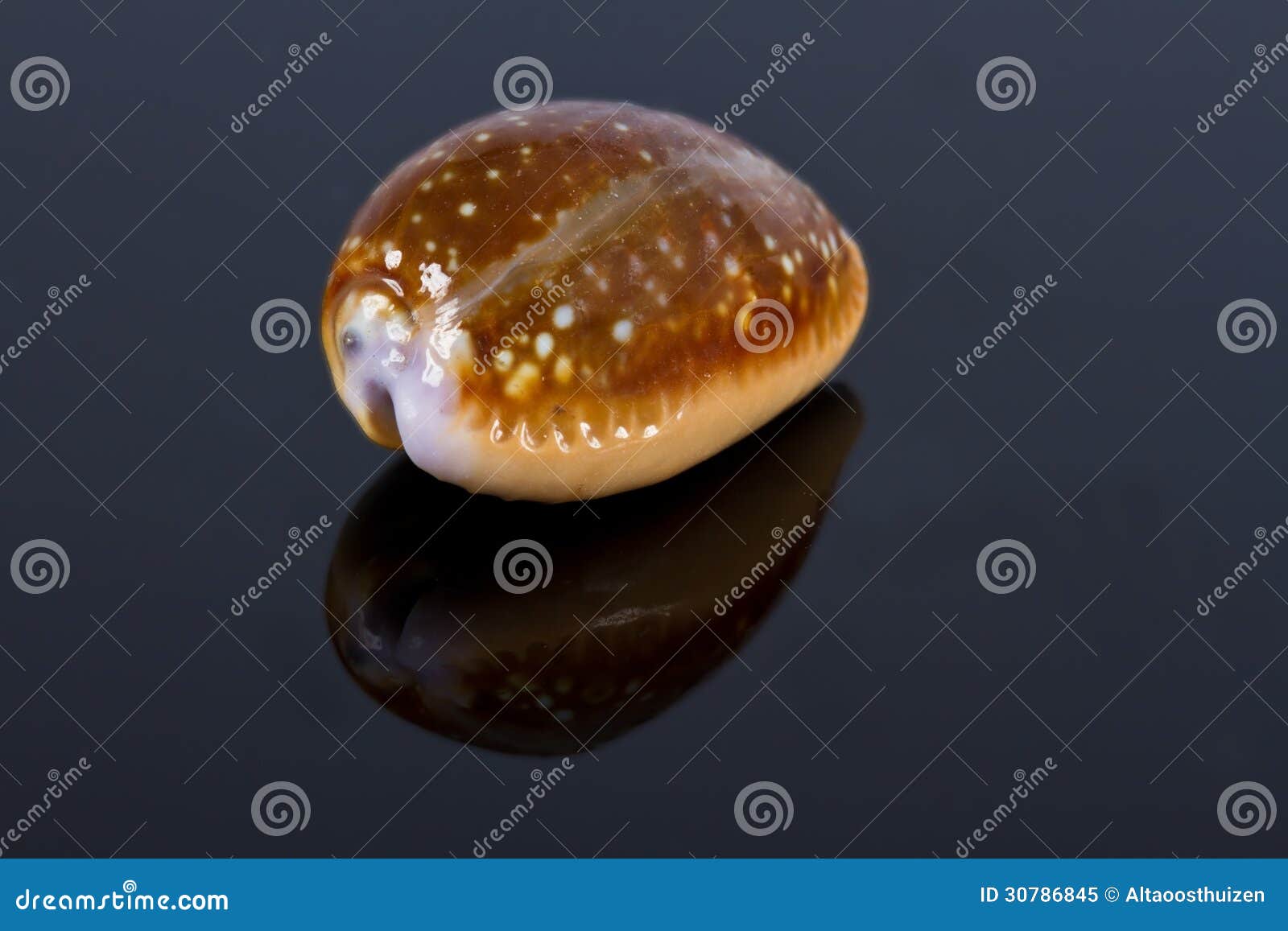Sea shells in studio stock image. Image of marine, beautiful - 30786845