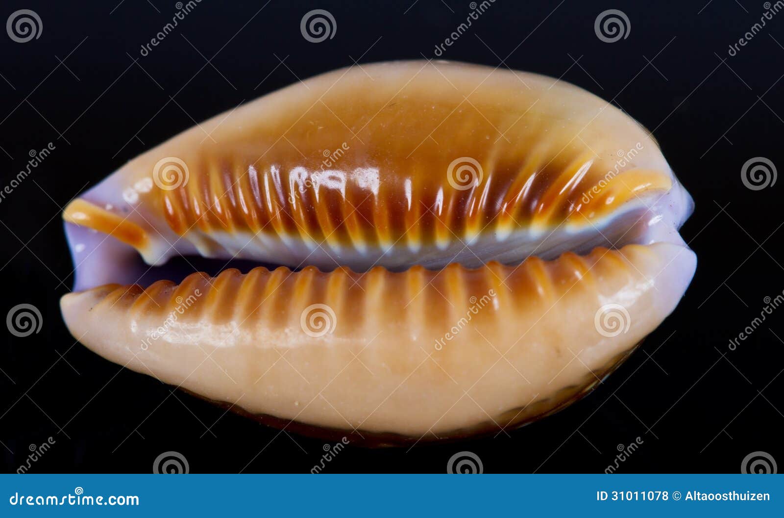 Sea shells in studio stock photo. Image of object, molluscs - 31011078