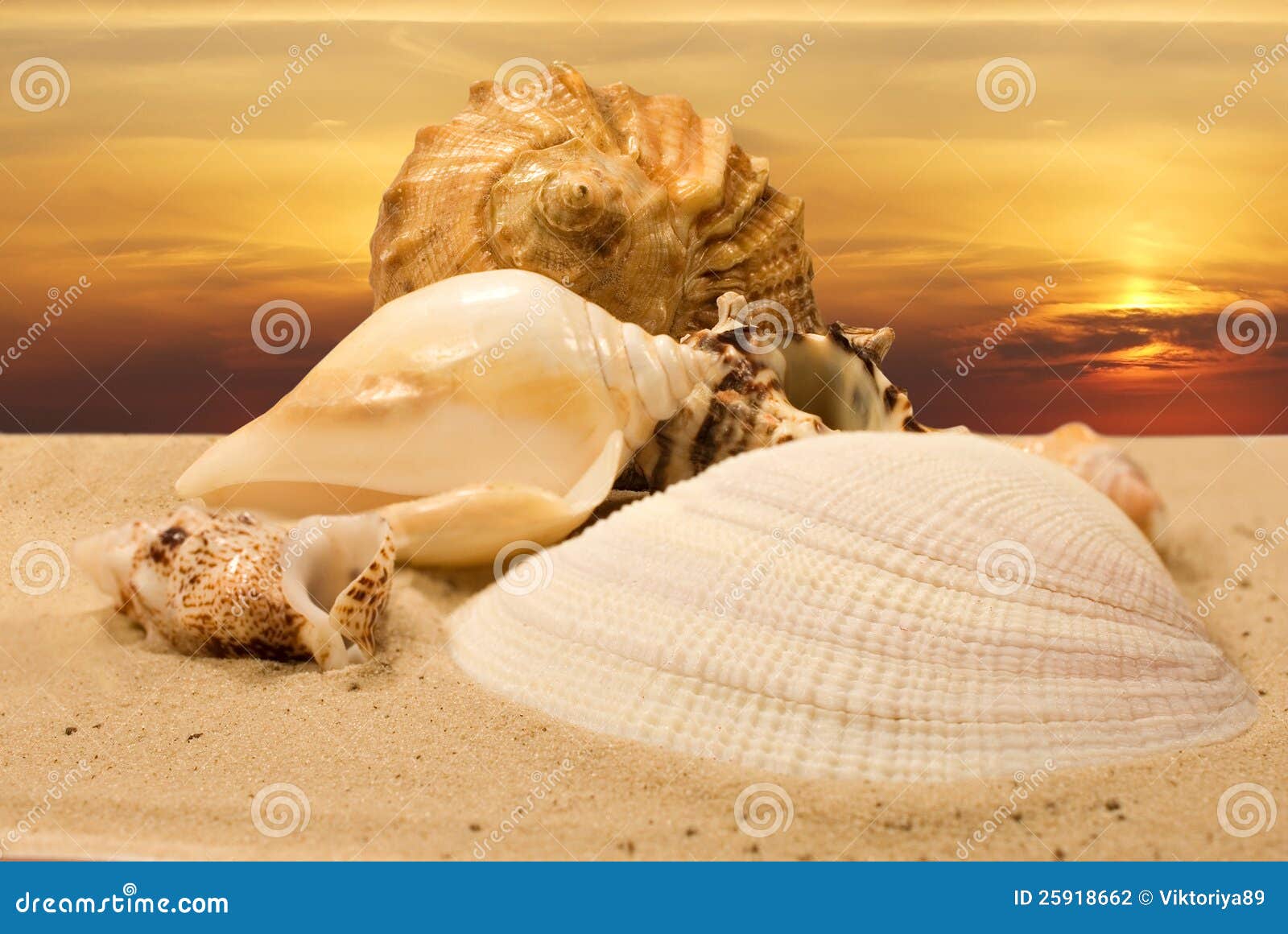 Sea shells at sunset stock photo. Image of coastline - 25918662