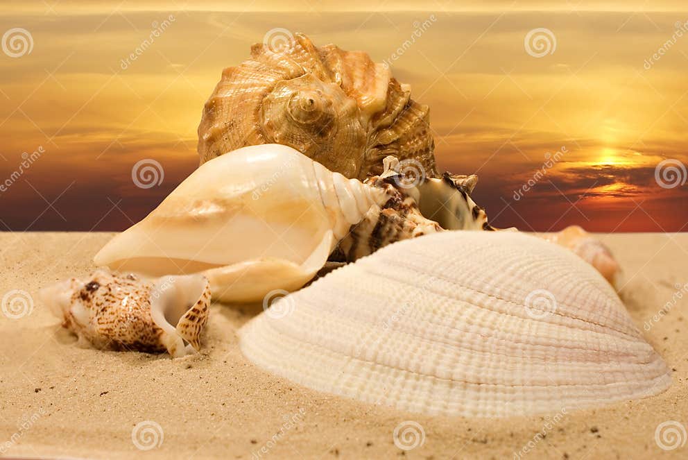Sea shells at sunset stock photo. Image of coastline - 25918662