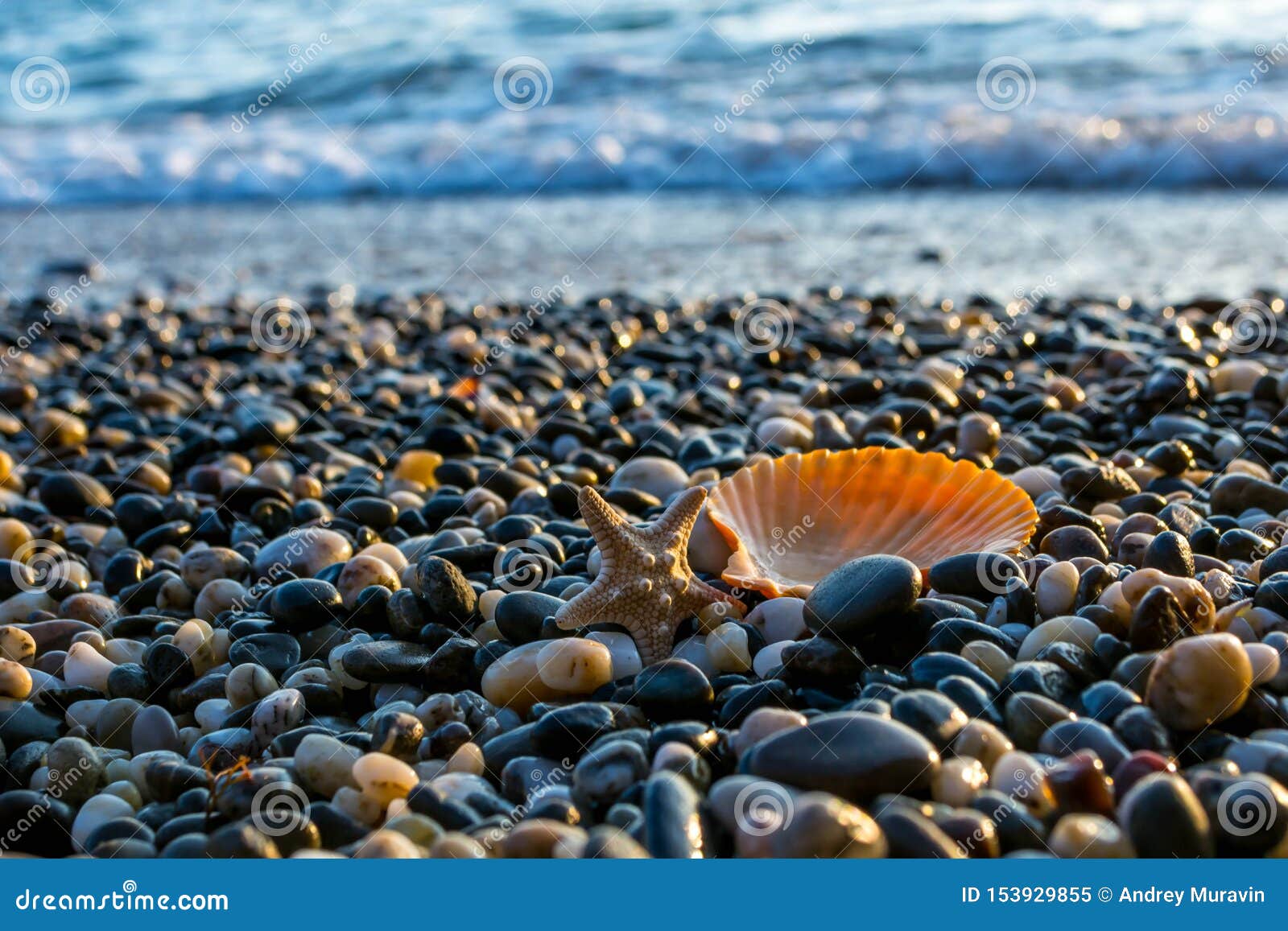 Sea shells at sunset stock image. Image of travel, summer - 153929855