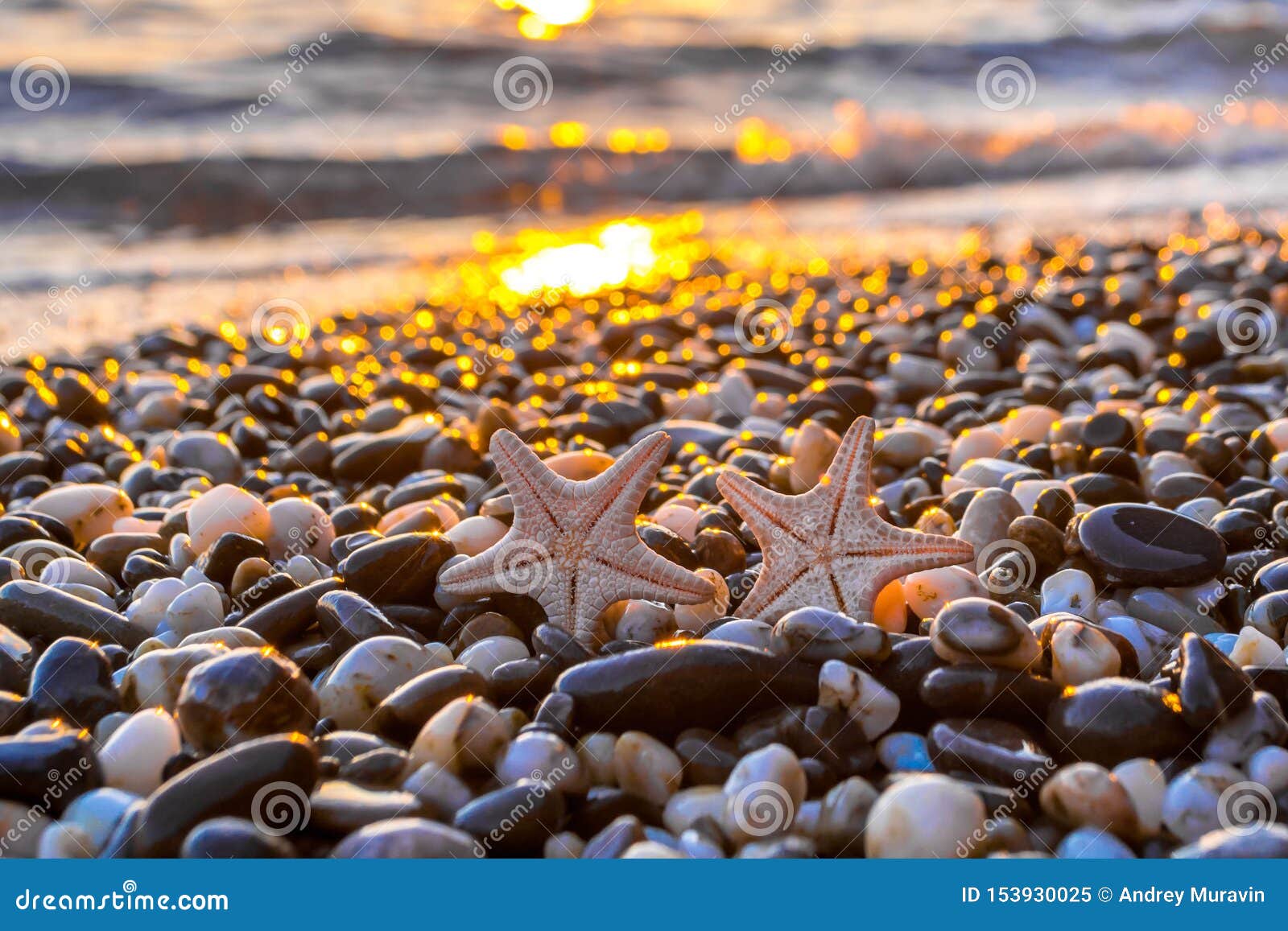 Sea shells at sunset stock image. Image of summer, water - 153930025