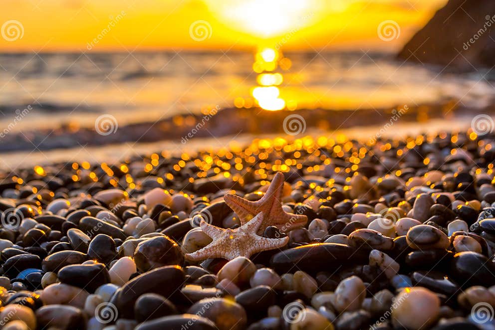 Sea shells at sunset stock photo. Image of travel, white - 153930052