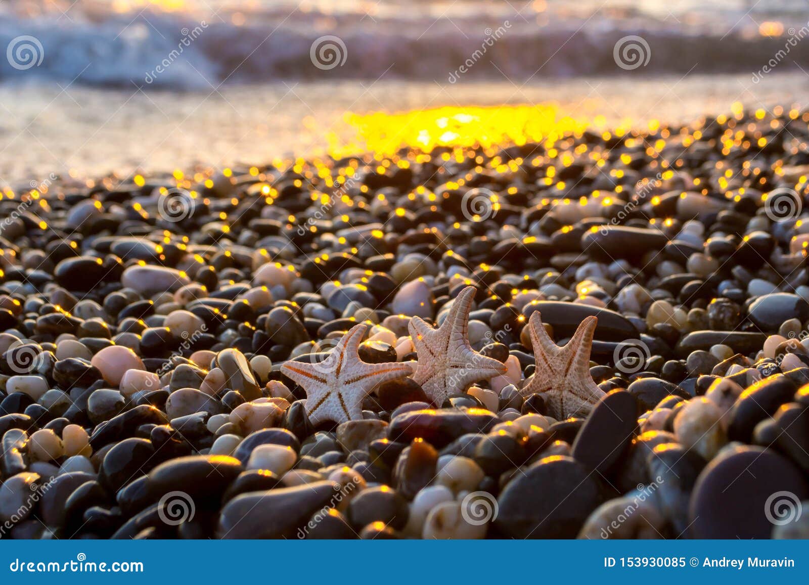 Sea shells at sunset stock image. Image of wave, beautiful - 153930085