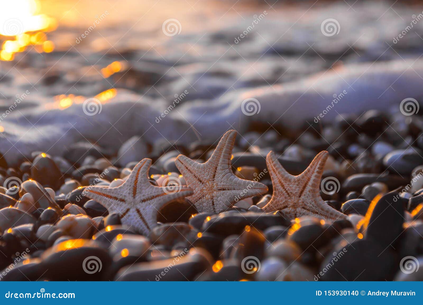 Sea shells at sunset stock photo. Image of ocean, holiday - 153930140