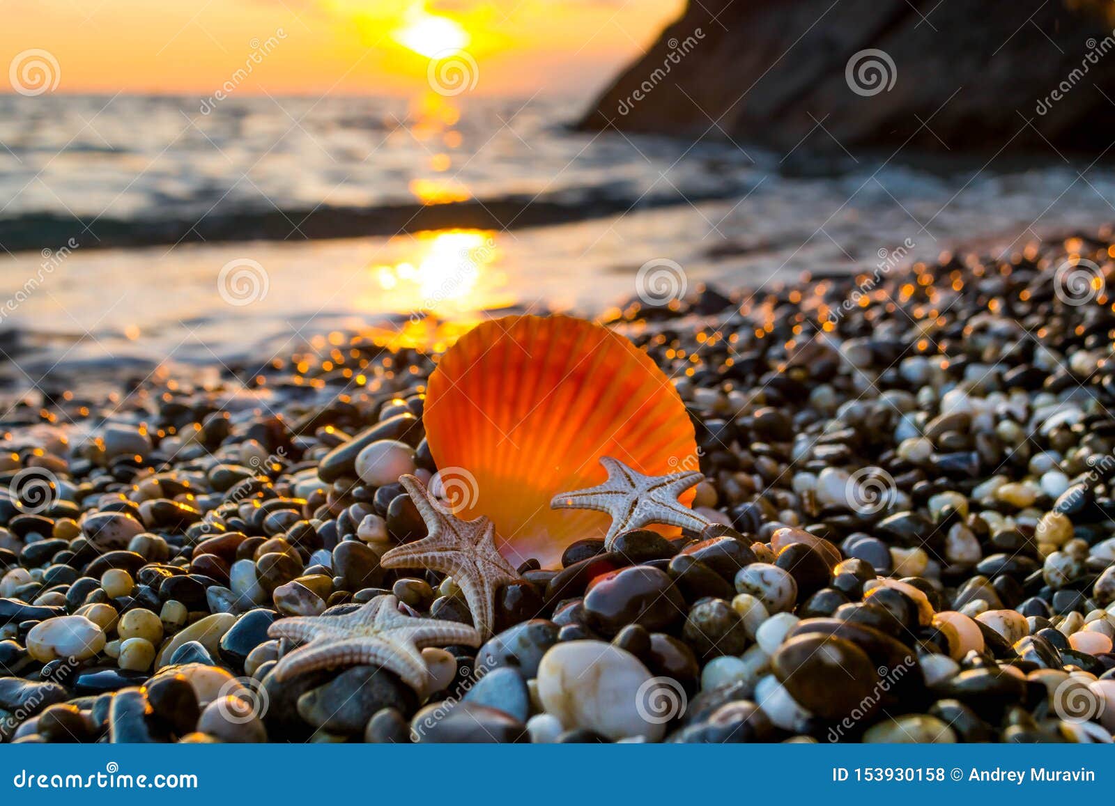 Sea shells at sunset stock photo. Image of blue, natural - 153930158