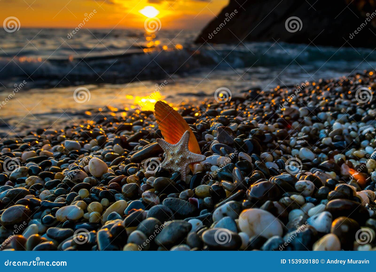 Sea shells at sunset stock photo. Image of outdoor, ocean - 153930180