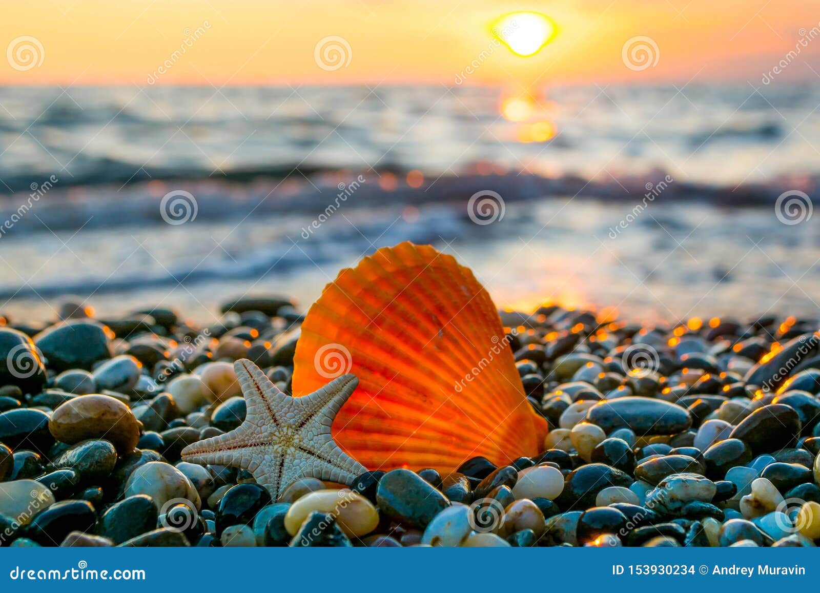 Sea shells at sunset stock photo. Image of nature, outdoor - 153930234