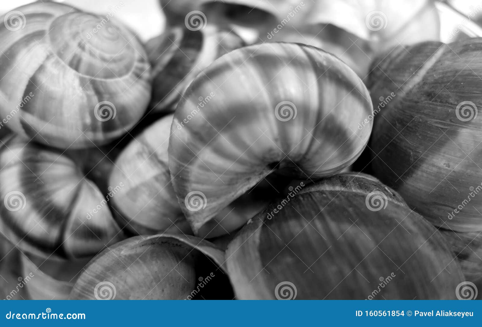 Sea Shells Surface in Black and White Stock Photo - Image of brown ...
