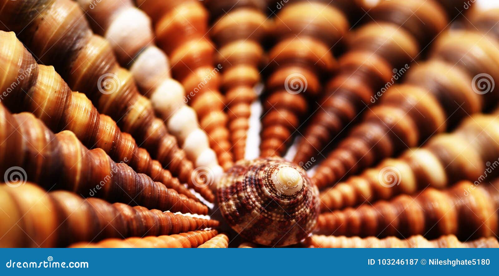 220 Shells Symmetry Photos - Free & Royalty-Free Stock Photos from ...