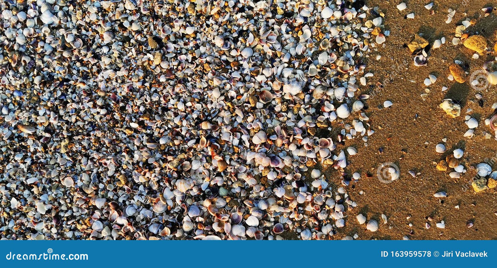 Sea shells texture stock photo. Image of exotic, travel - 163959578