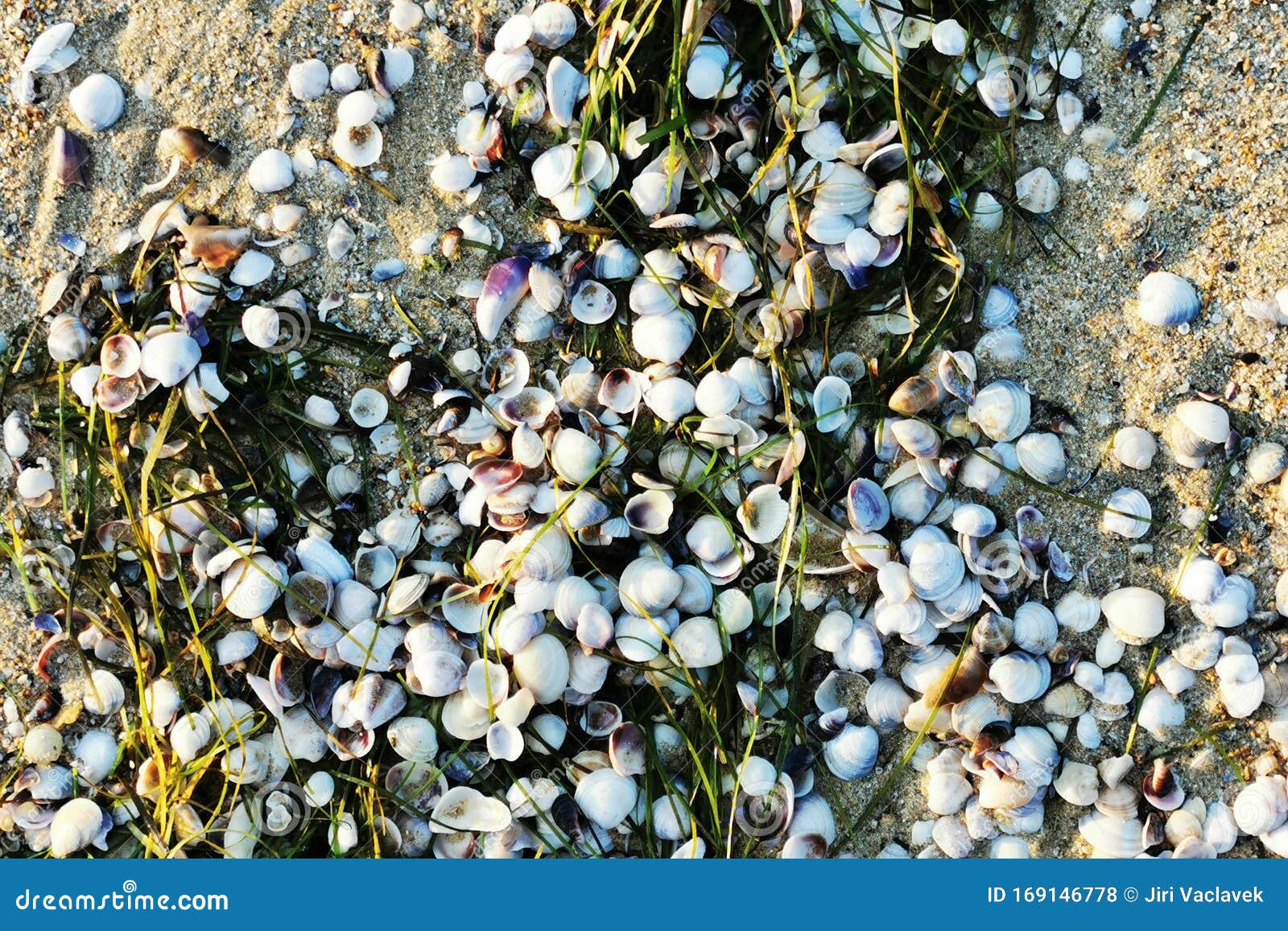 Sea shells texture stock photo. Image of rare, food - 169146778