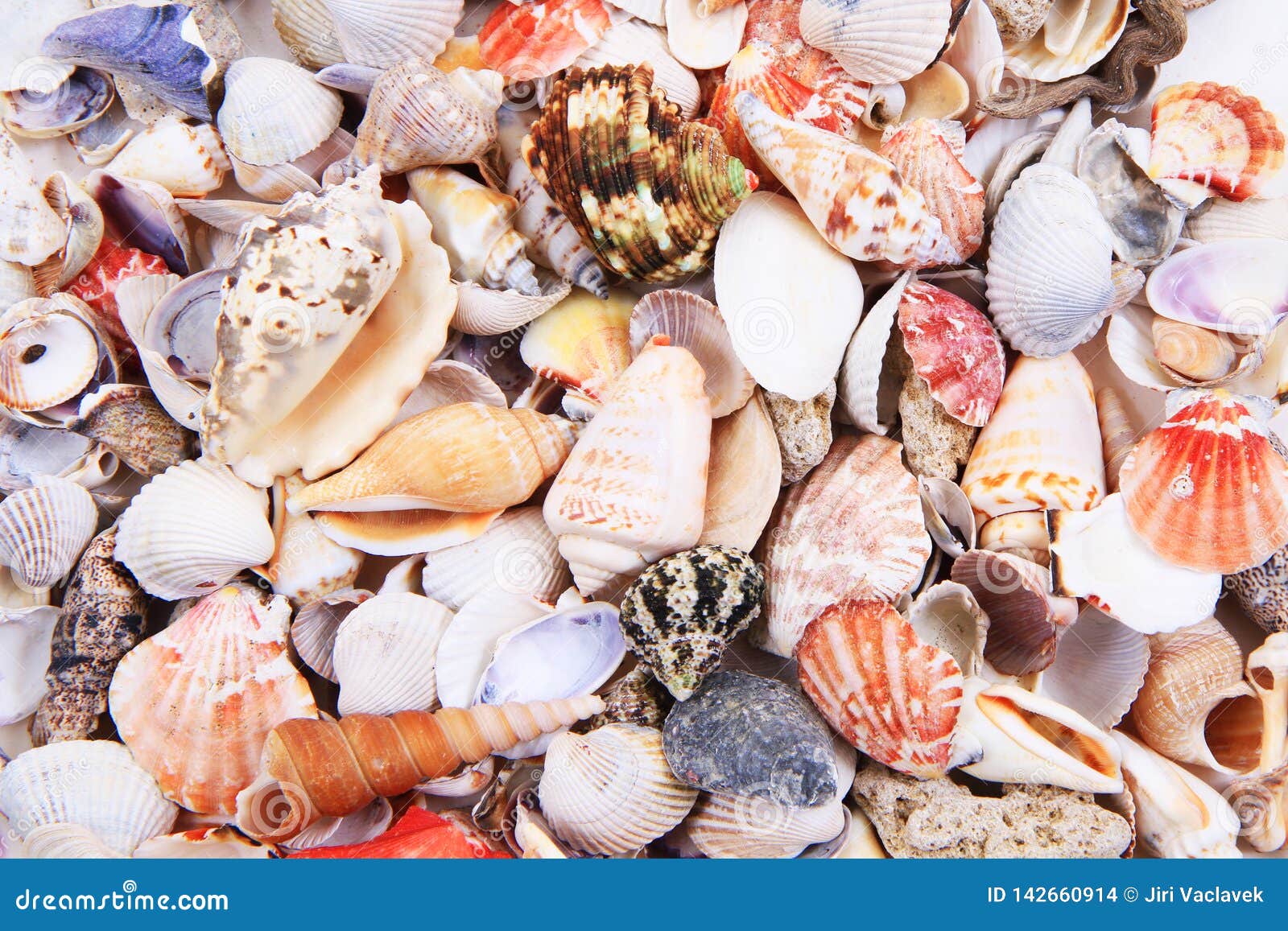 Sea shells texture stock photo. Image of nature, natural - 142660914