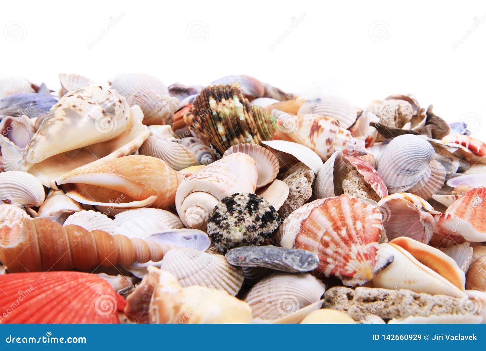 Sea shells texture stock image. Image of seafood, coral - 142660929