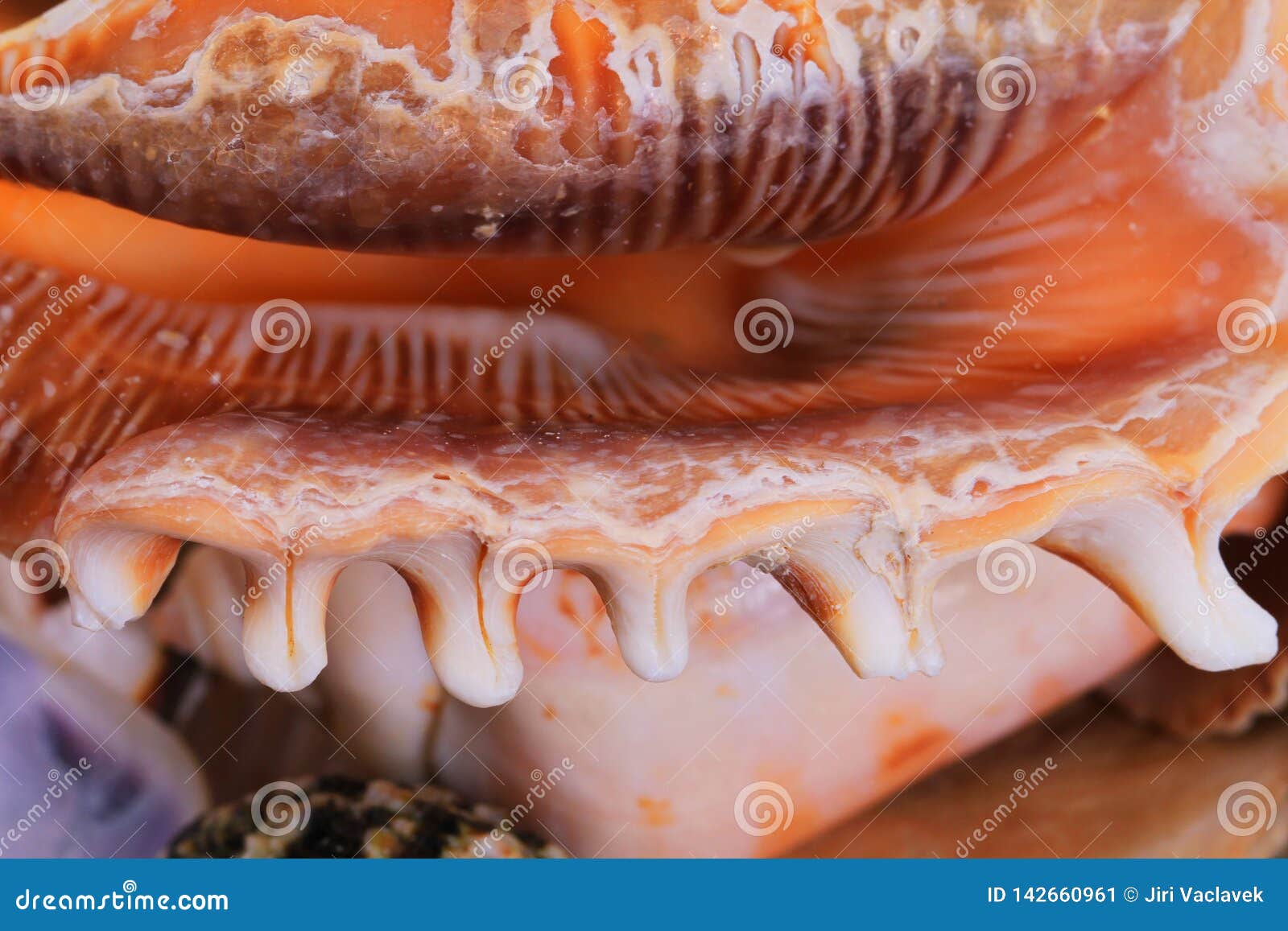 Sea shells texture stock image. Image of food, nature - 142660961