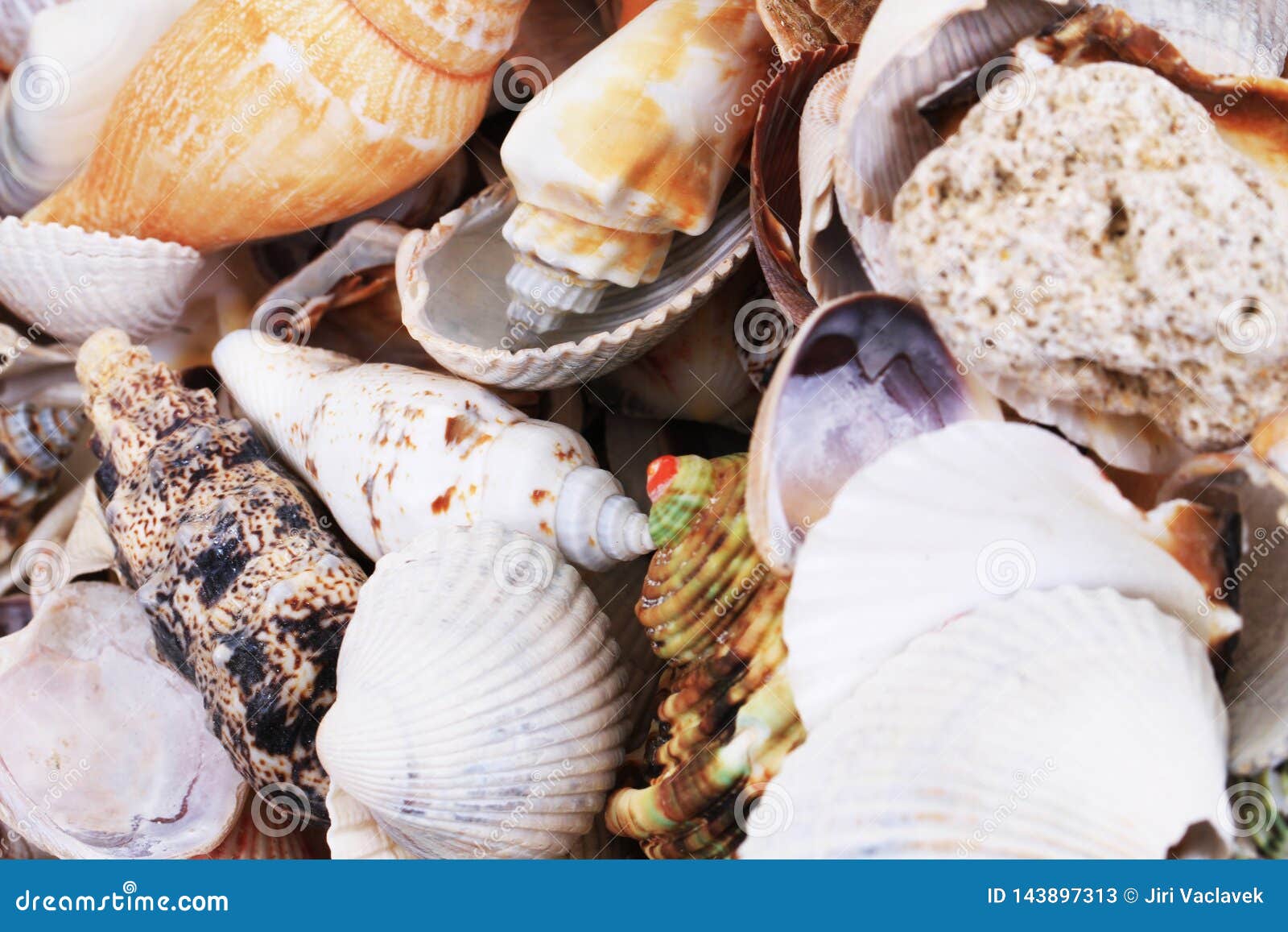 Sea shells texture stock image. Image of shell, design - 143897313