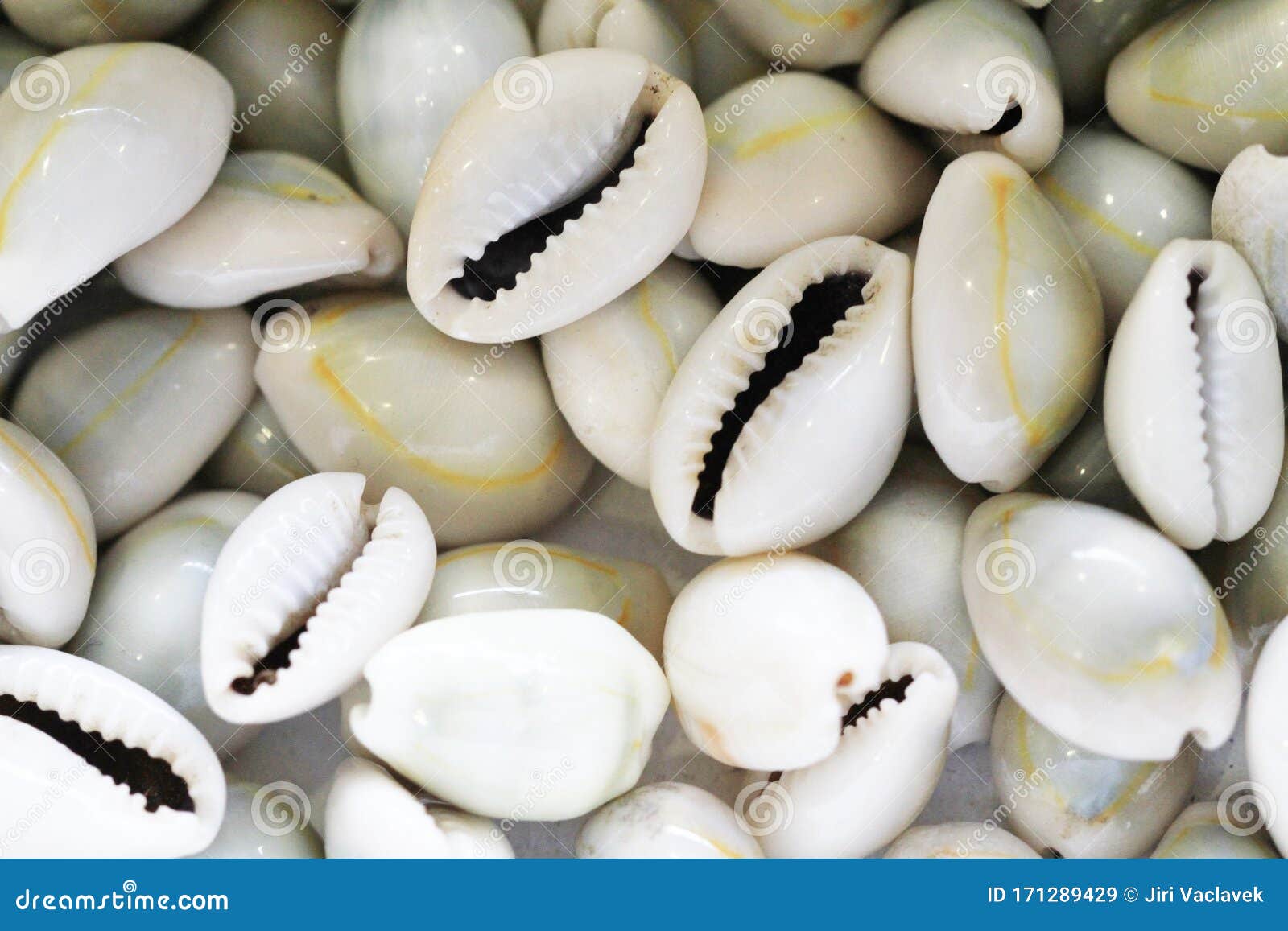 Sea shells texture stock image. Image of travel, shellfish - 171289429