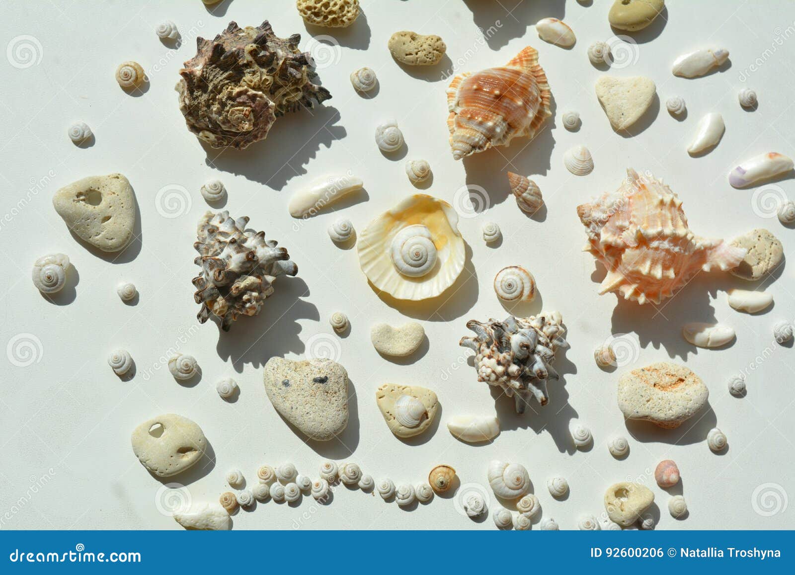 Sea Shells Texture Background Stock Photo - Image of nature, marine ...