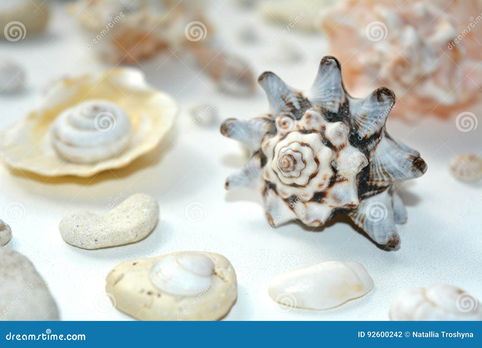 Sea Shells Texture Background Stock Photo - Image of heart, small: 92600242