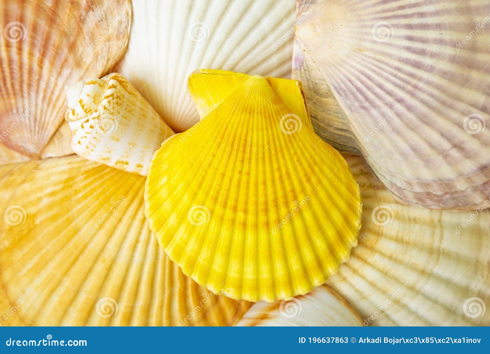 Sea shell texture stock image. Image of abstract, decoration - 196637863