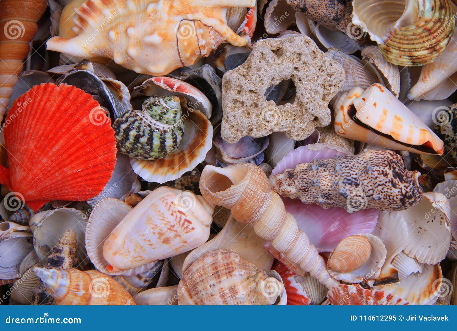 Sea shells texture stock image. Image of spiral, collection - 114612295