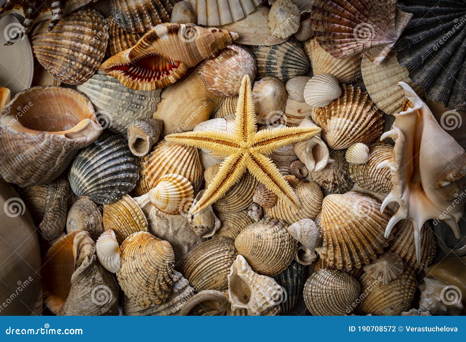 Sea Shells - Textured Background Stock Photo - Image of colorful, conch ...