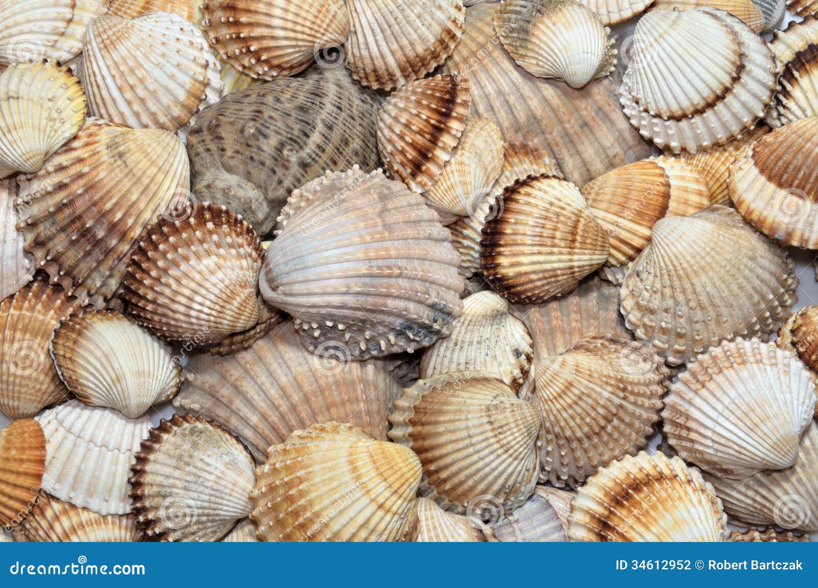 Sea shells textures stock photo. Image of travel, backgrounds - 34612952