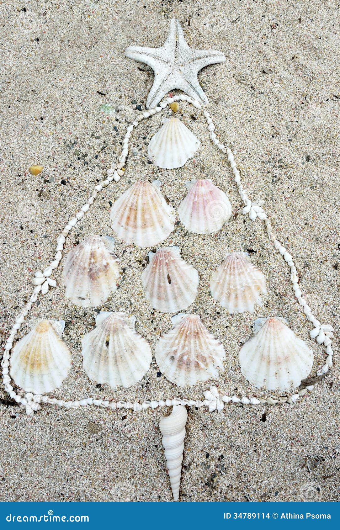 Sea shells in tree shape stock photo. Image of sand, star - 34789114