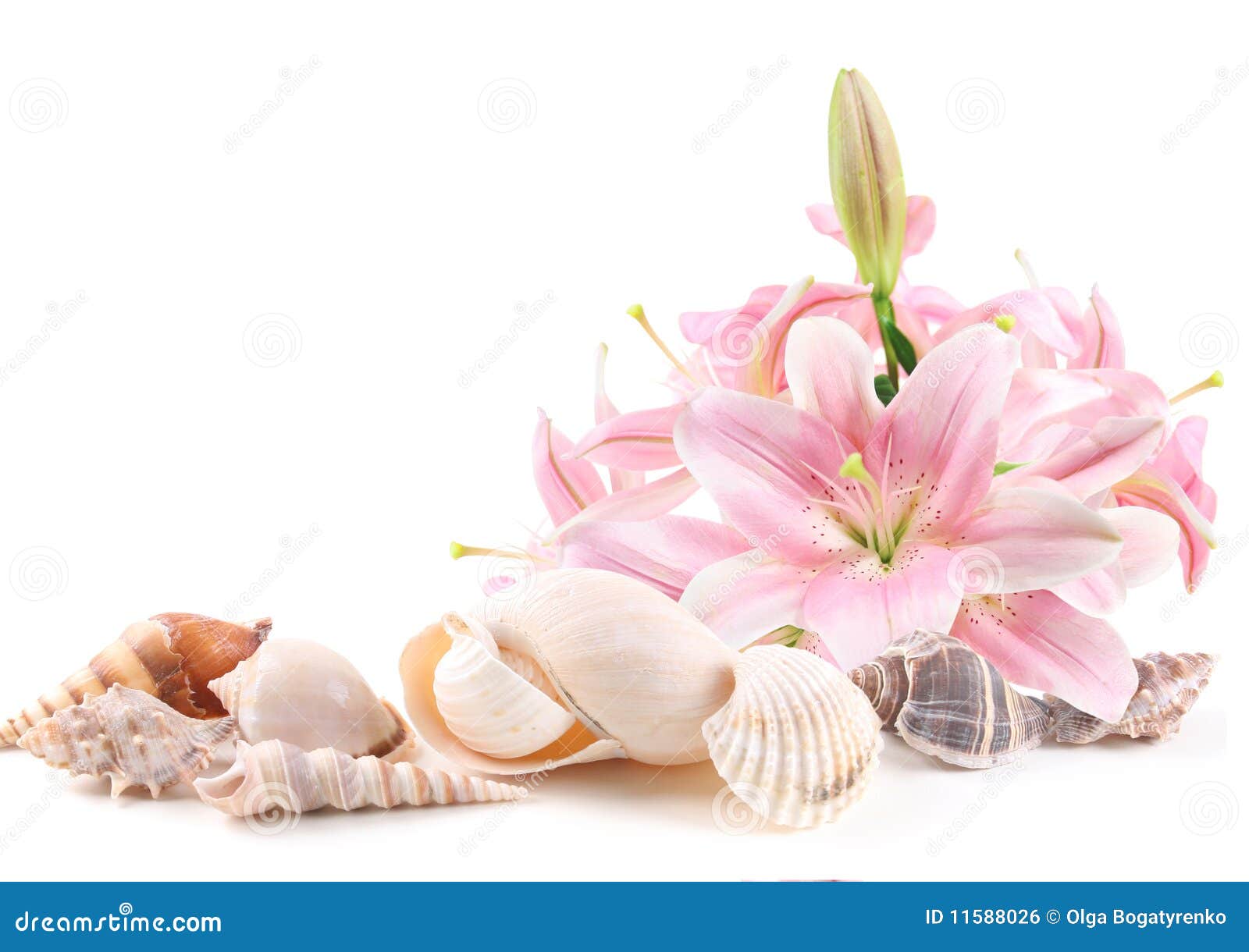 Sea Shells and Tropical Flowers Stock Photo - Image of sweet, flowers ...